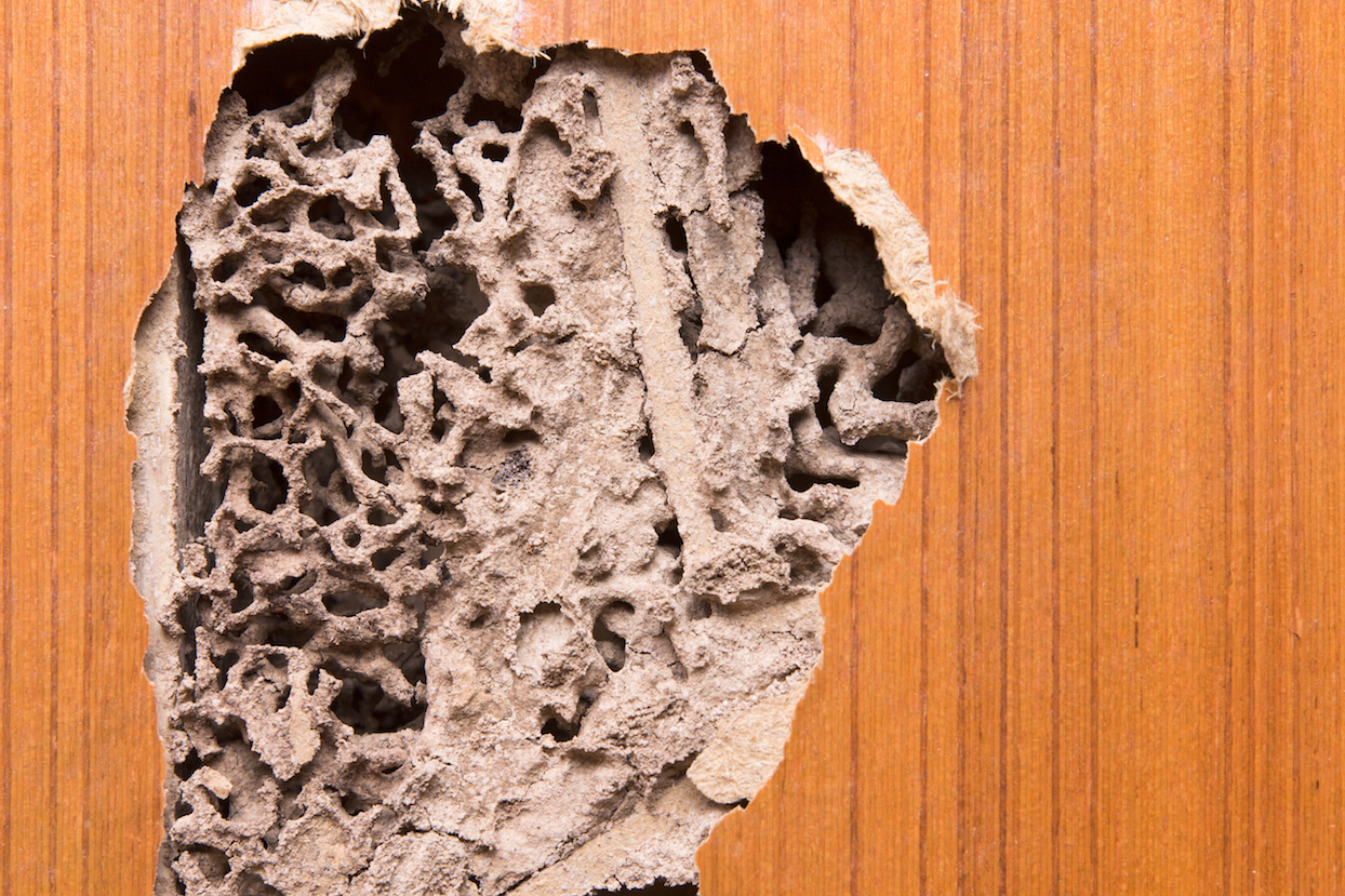 Don't Let Termites Damage Your Home | Boots On the Roof