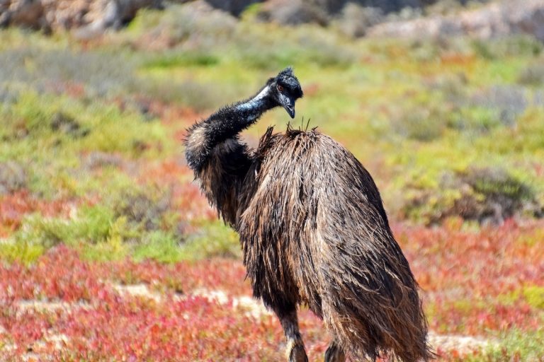 Endemic Species and Their Value - Boots On The Roof